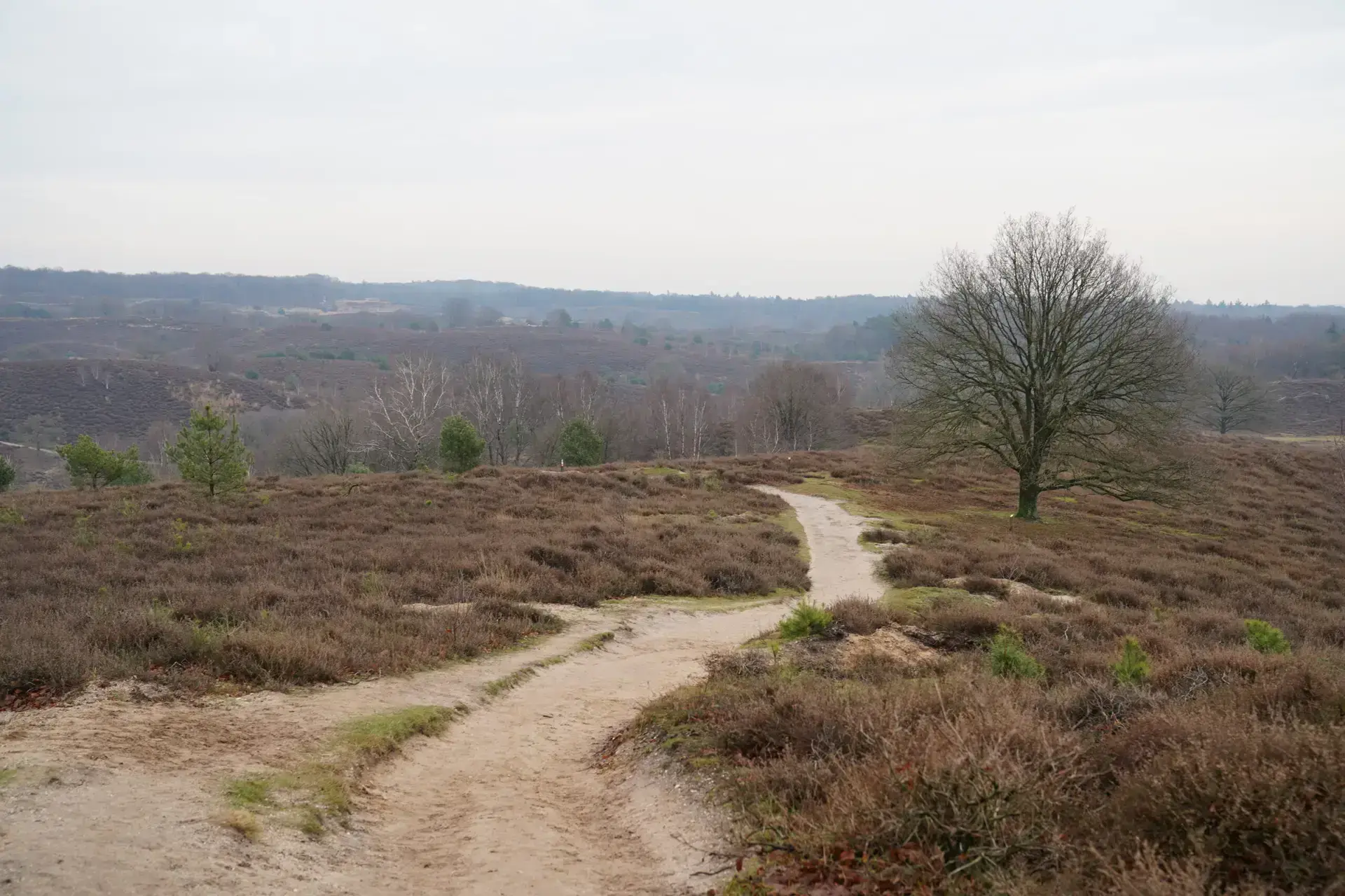 Wandeling Posbank | Wandeling op de Veluwe met iconische heide