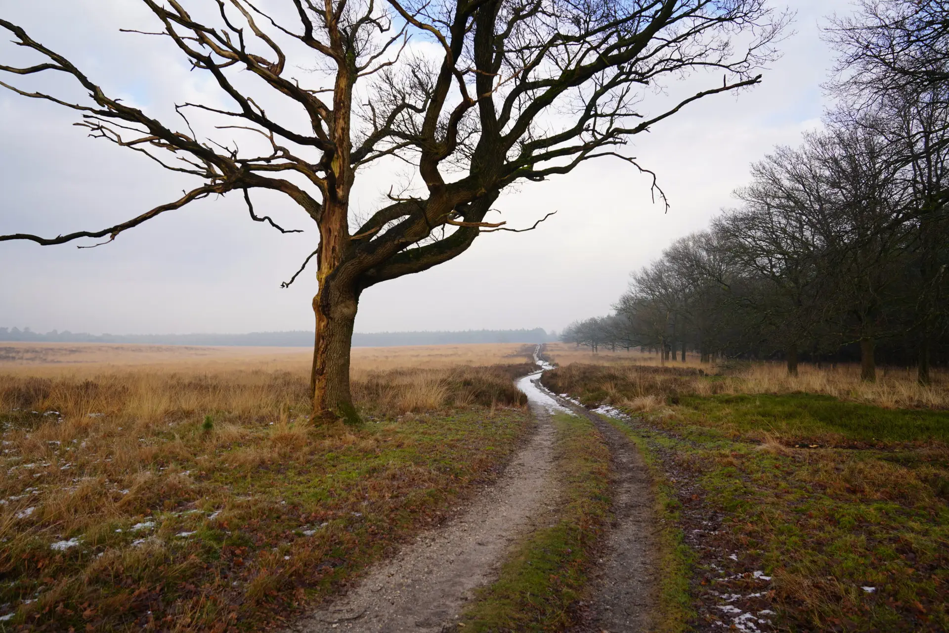 Wandelen op de Veluwe: 5 unieke tips - Ontdek de Natuur